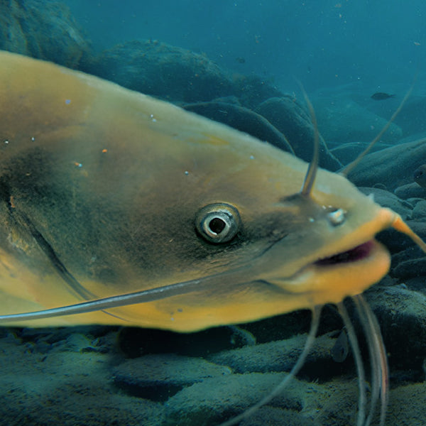 Catfish – Rod-N-Bobb's Inc.